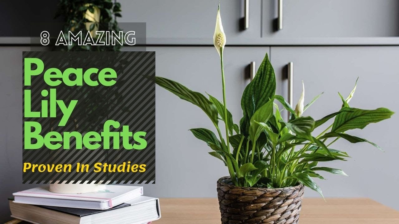 How peace lilies improve your home according to studies