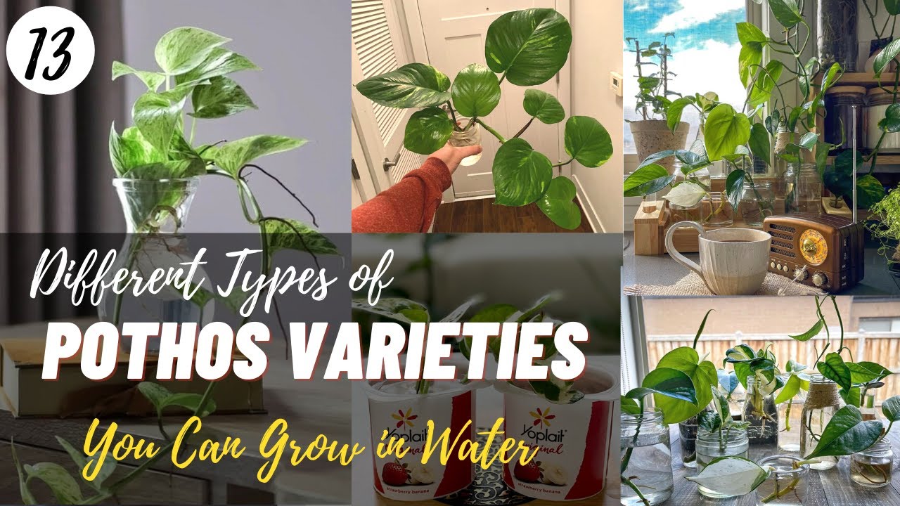 13 pothos varieties that add greenery to your home