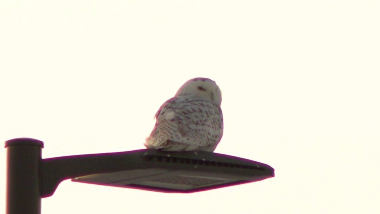 Rare snowy owl spotted in Milwaukee County