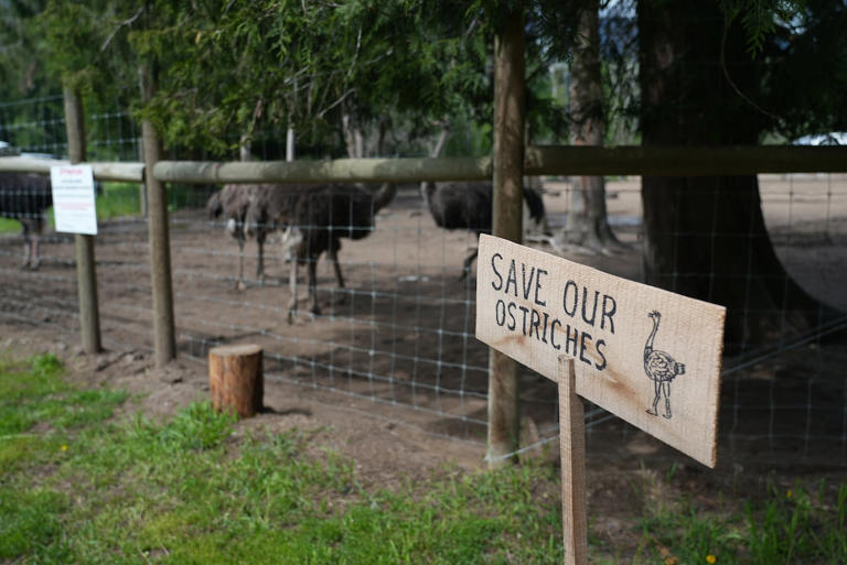 Tribunal fines BC.'s Universal Ostrich farm $10K for failing to report ...