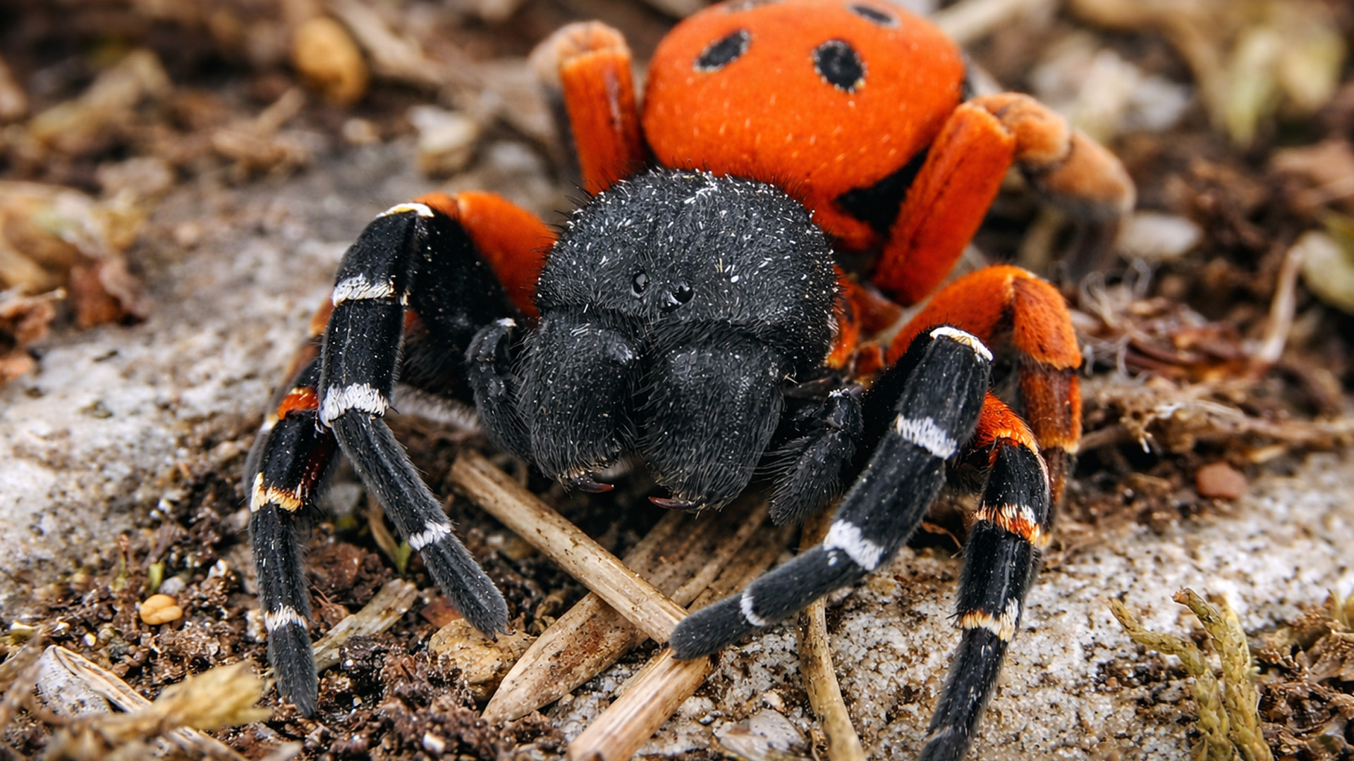 Macrofotografie van een bijzondere spinnensoort