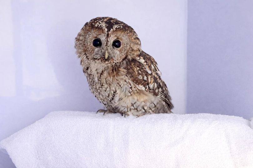 Sweep saves owl from Waltham chimney in heart-warming rescue operation