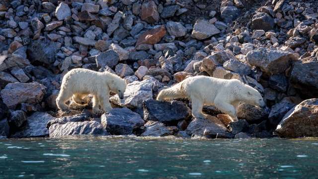 Researchers make concerning discovery while studying polar bears: 'A ...