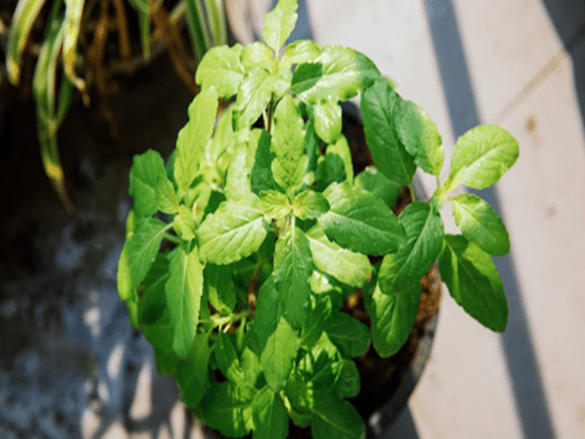 Tulsi plant: What to do if your tulsi plant dries up completely? Learn ...