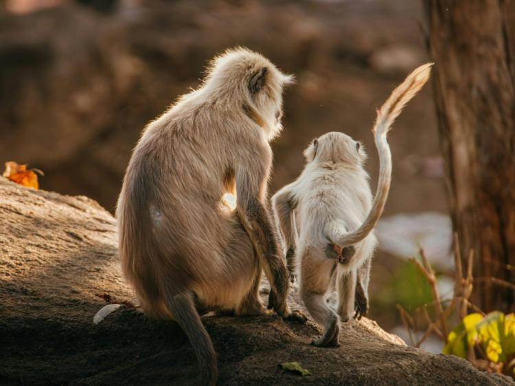 Pourquoi avons-nous un coccyx et pas une queue