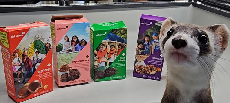 The sweetest way to learn about endangered species? Girl Scout cookies