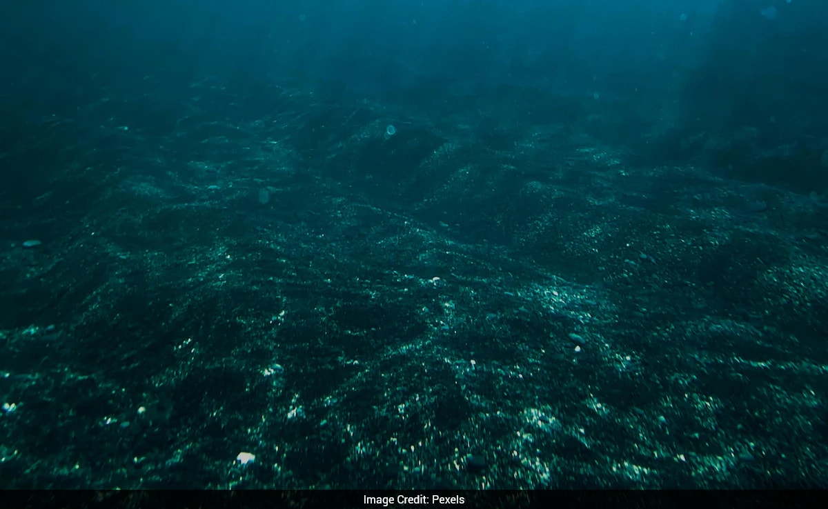 Scientists discover giant 300-year-old creature in New Zealand