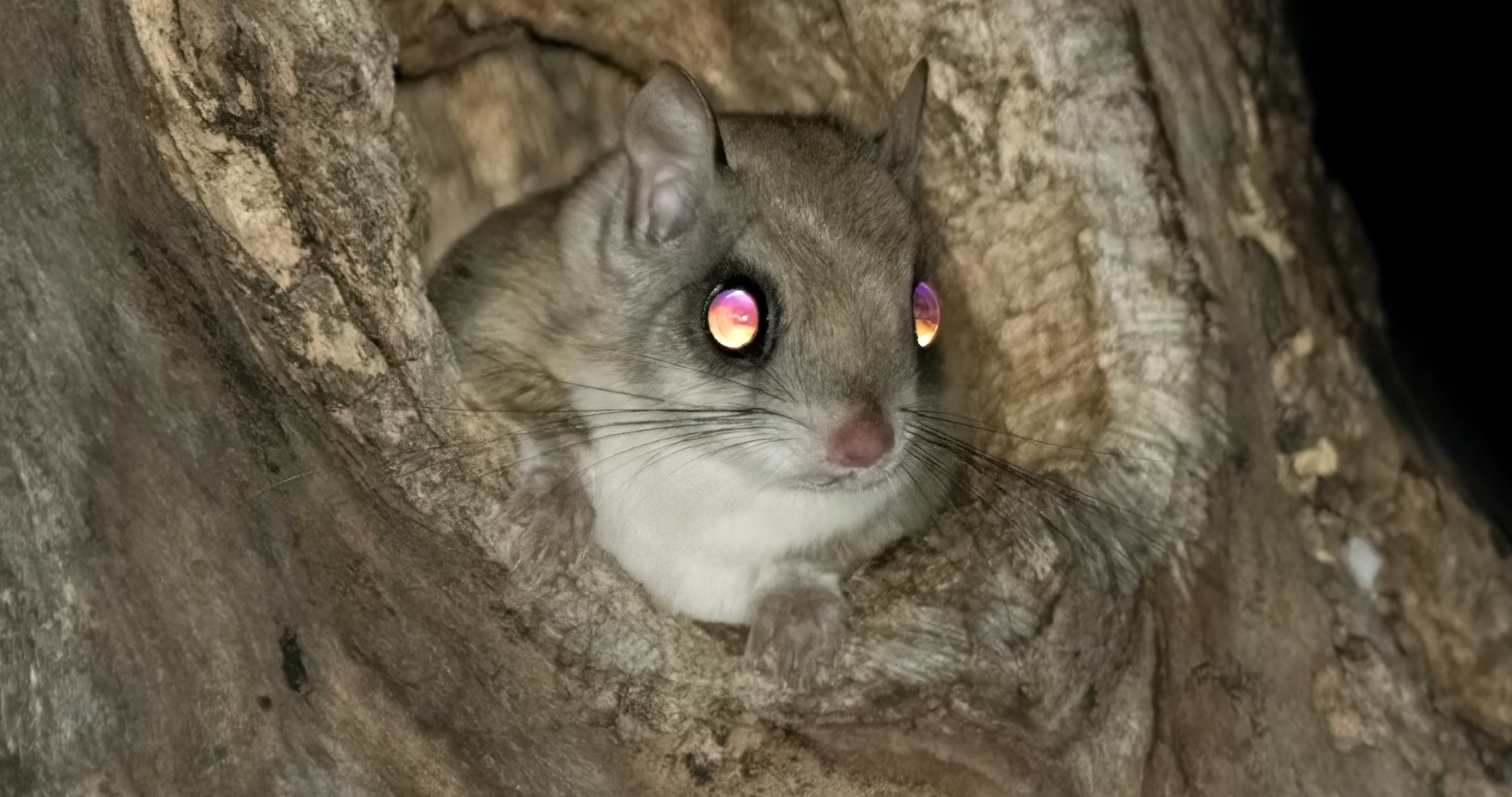 How evolution rewired senses for life in total darkness