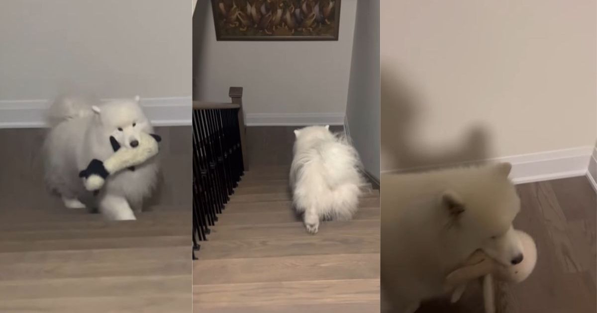 Video: Dog gets the wrong toy to bed & then course-corrects