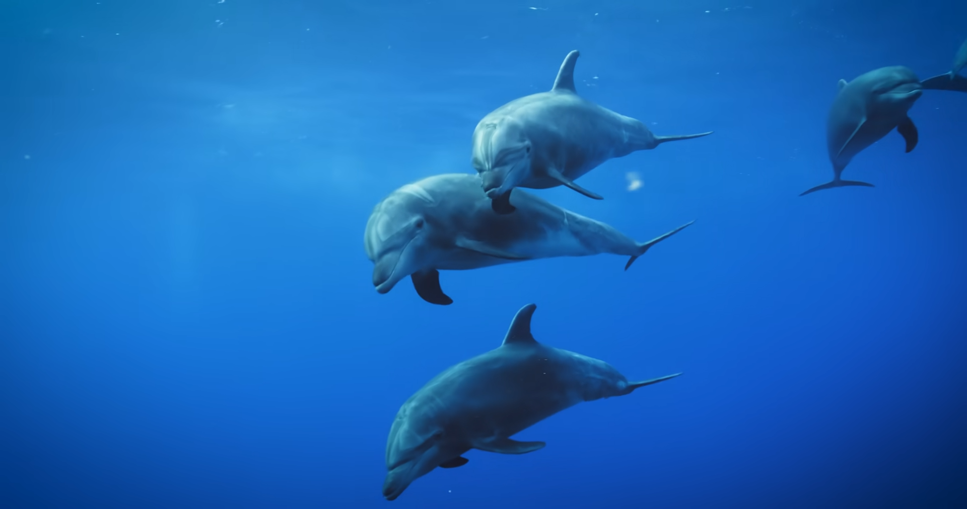 Scientists document dolphins targeting rivals with precision attacks