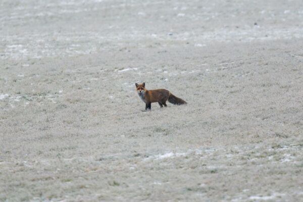 Steirischer Jäger erschoss Hund statt Fuchs