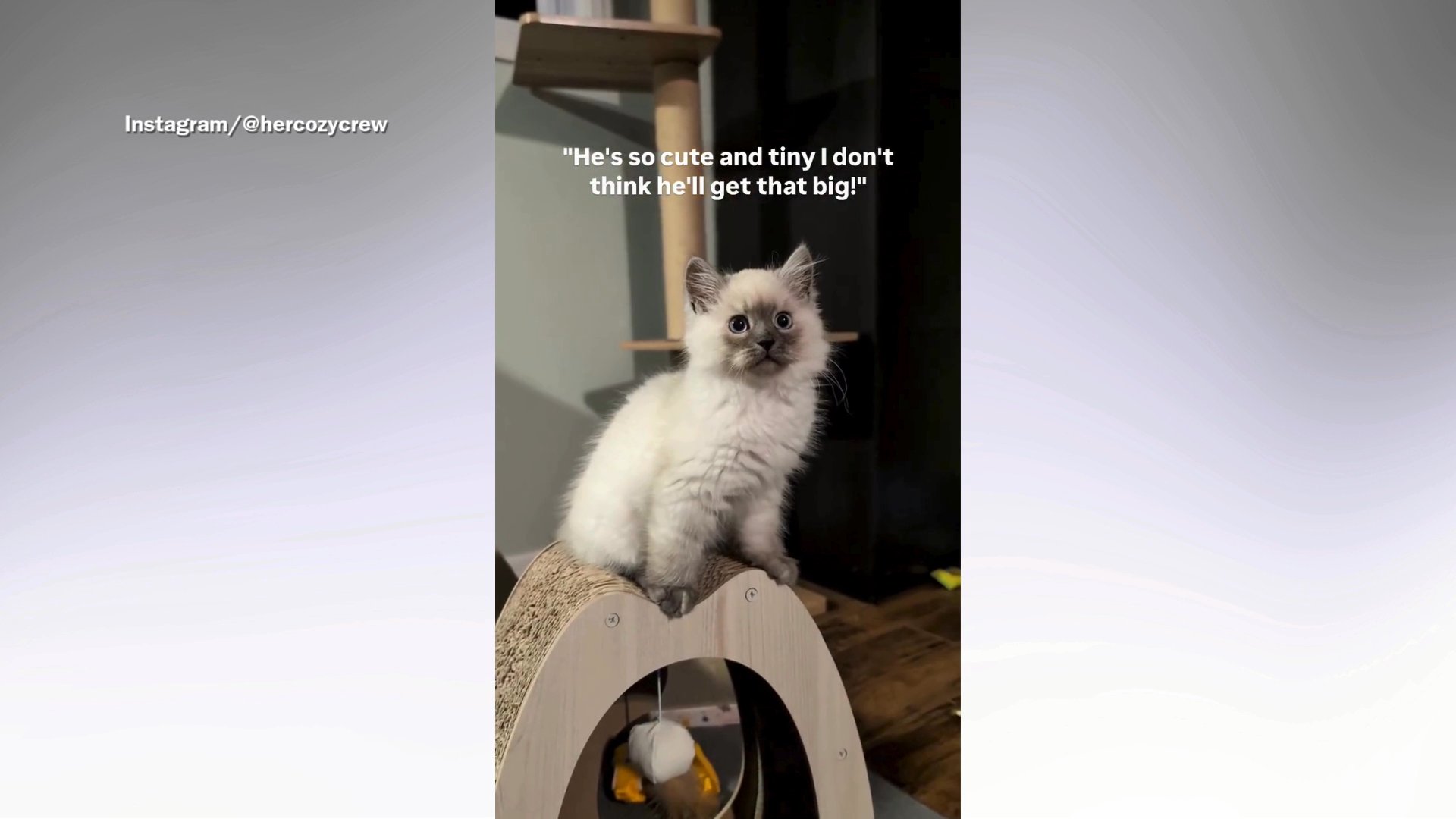 Woman brings home ‘tiny’, 1.5lb kitten—unprepared for what she ends up with
