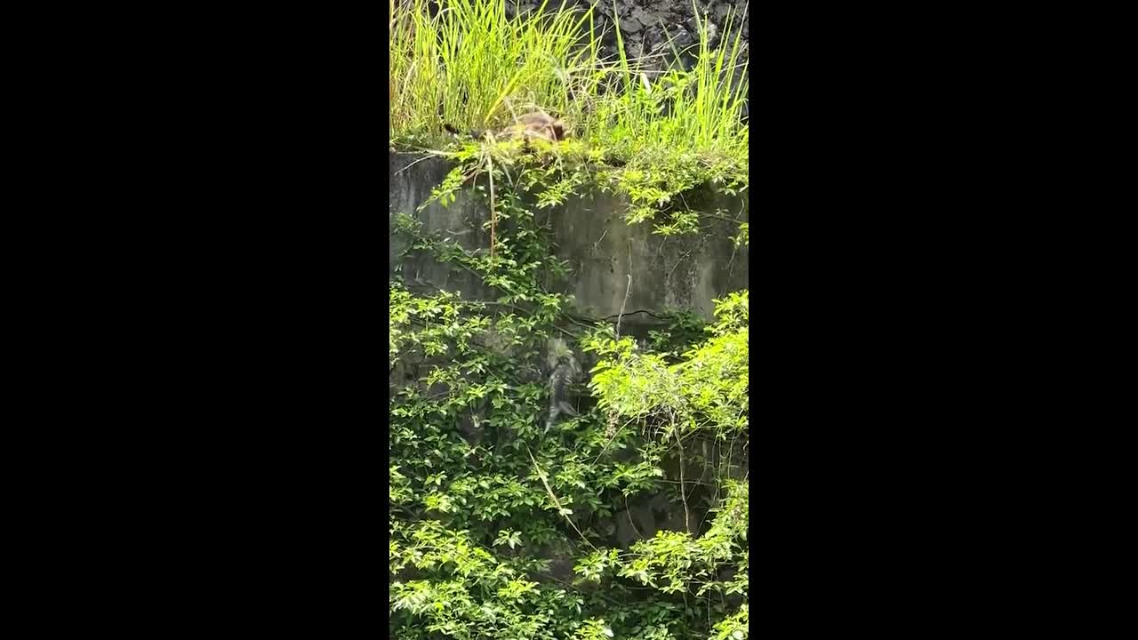 Mother cat rescues stranded kitten clinging to steep stone wall