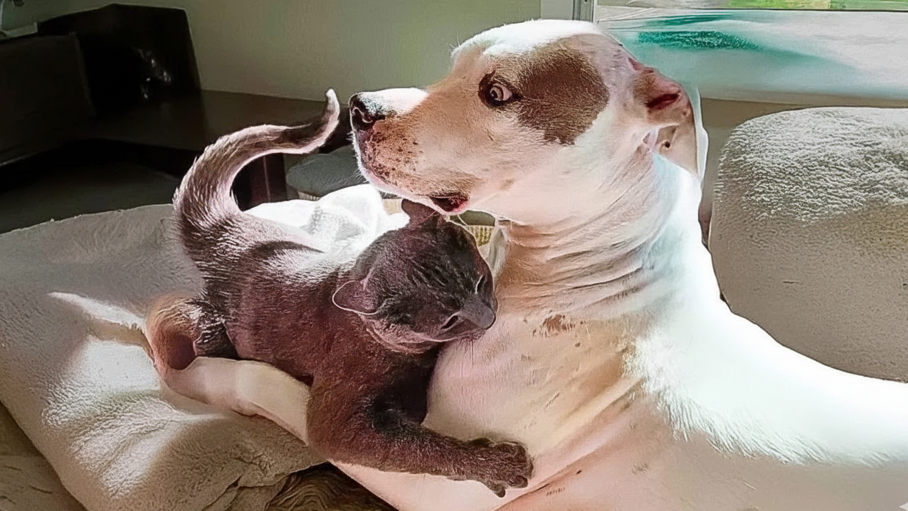 Rescue cat thinks she’s a dog - and her pit bull brothers don’t mind
