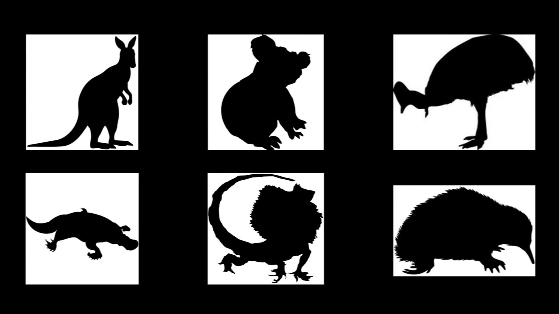 Why animals elsewhere rarely match Australia’s risk profile