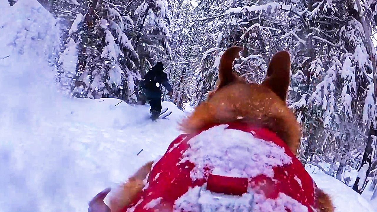 Dog turns cameraman: Skier and pet race through the forest