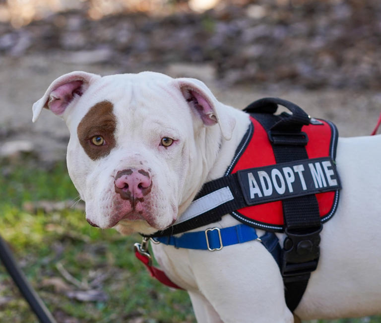 Pints for Paws sets January date for beer festival at Goodwood