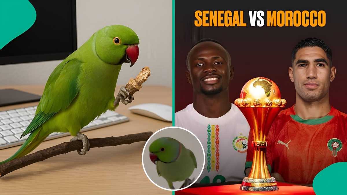 Senegal vs Morocco: Parrot with 2 "correct" predictions picks AFCON ...