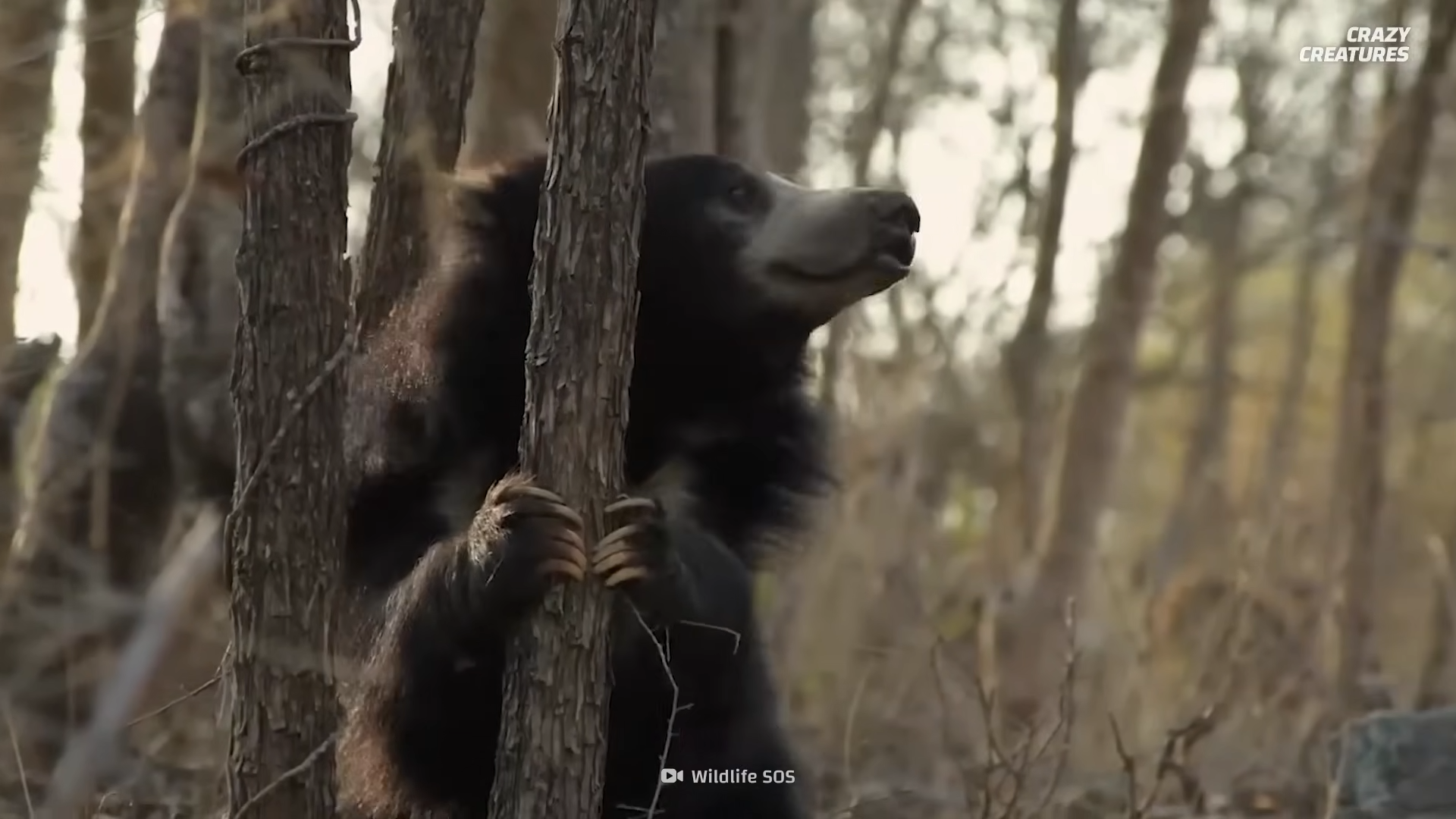 What science says about the world’s most dangerous bear