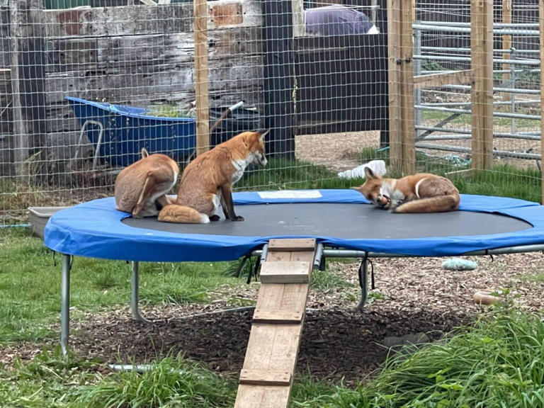 Council bans man from having foxes at home after complaints about odour ...