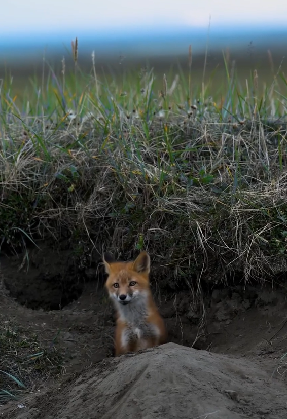Wildlife moments: Foxes and nature close-ups