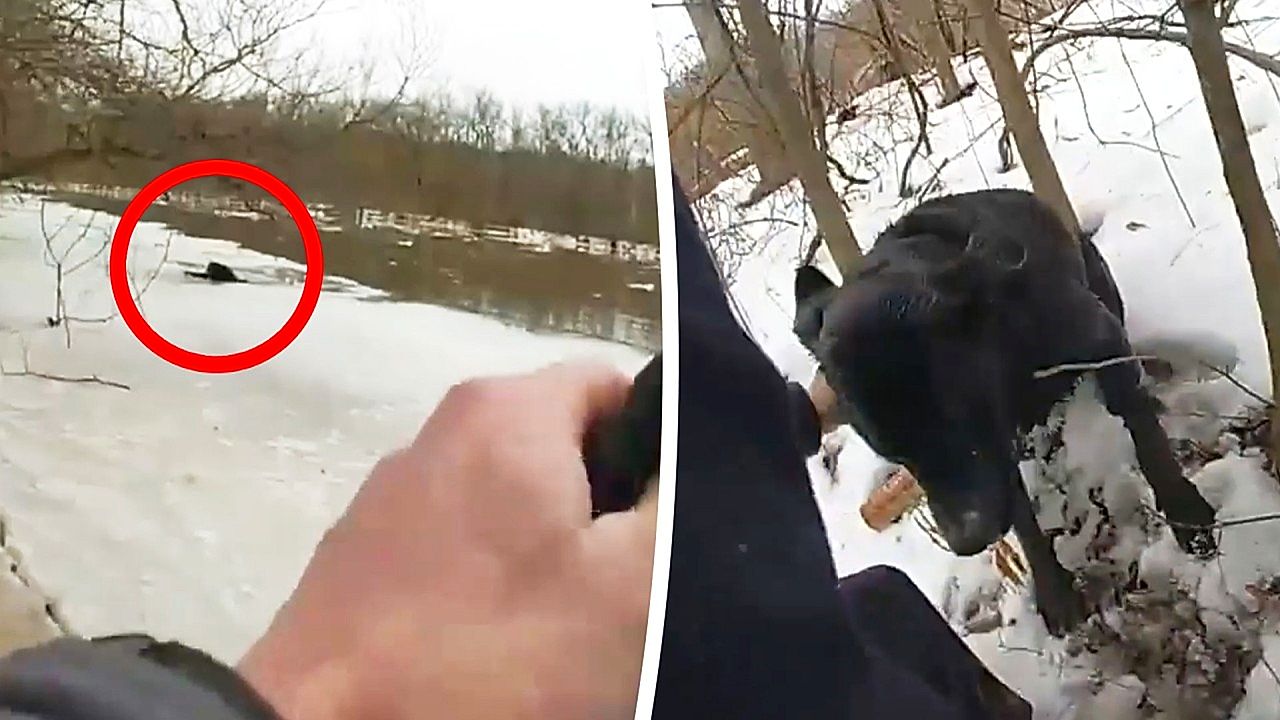 Un chien sauvé de justesse d'un canal gelé à New York