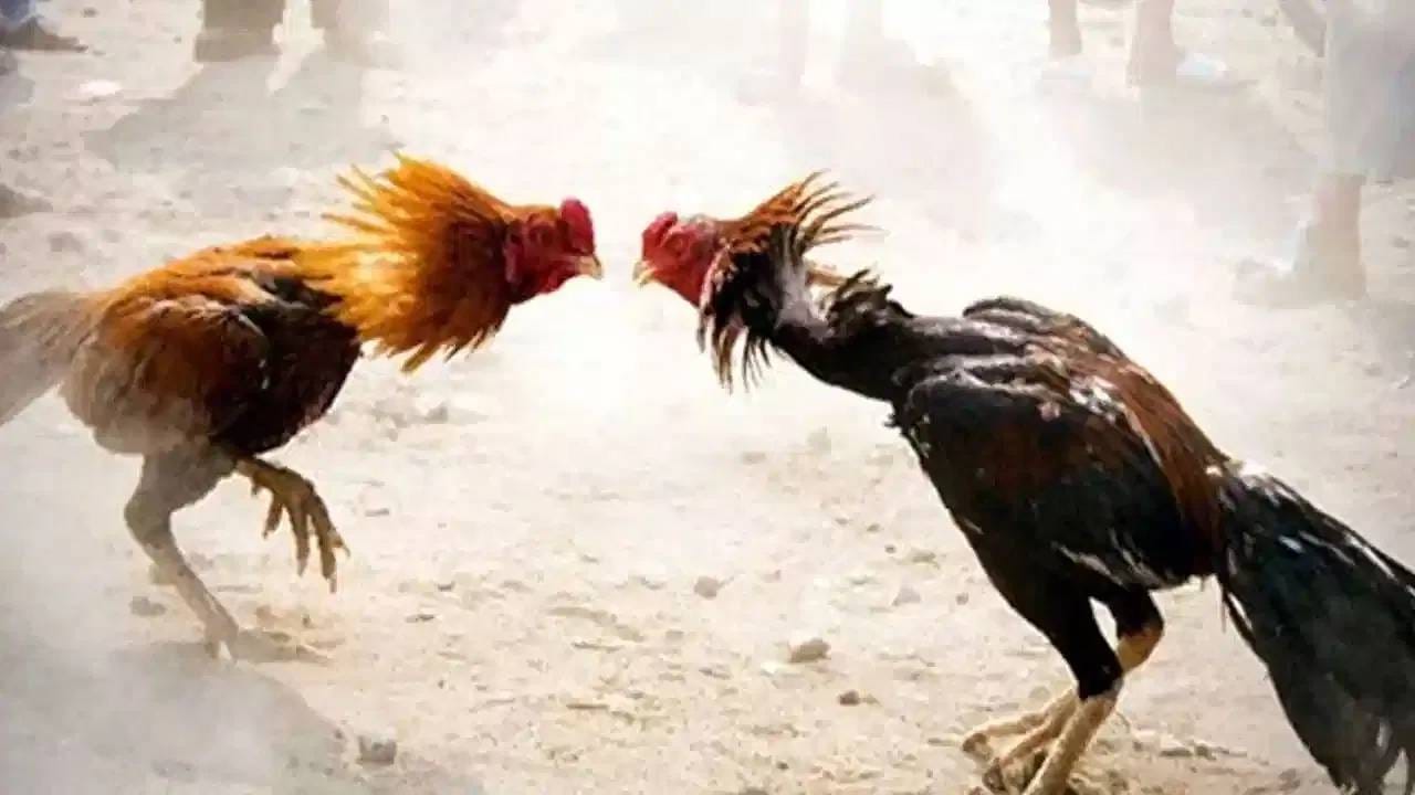 Andhra man wins Rs 1.53 crore in rooster fight on Sankranti in ...