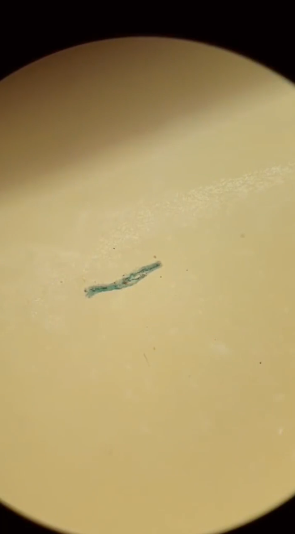 Plastic cheese under the microscope reveals the craziest find!