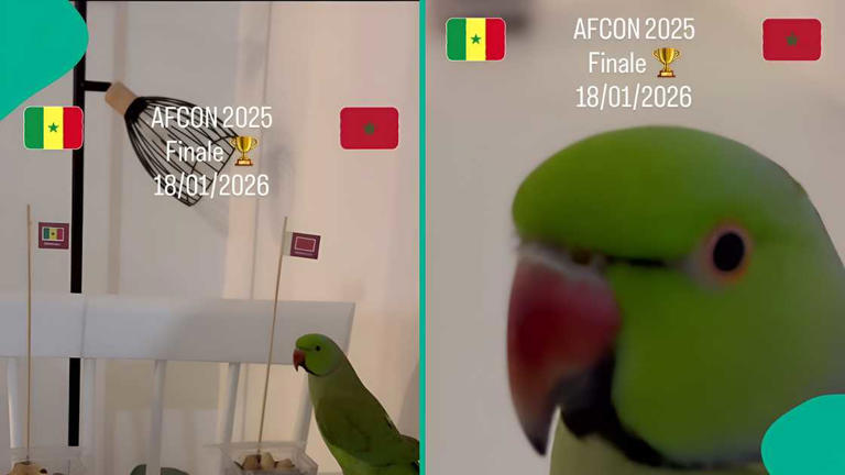 Senegal vs Morocco: Parrot with 2 "correct" predictions picks AFCON ...