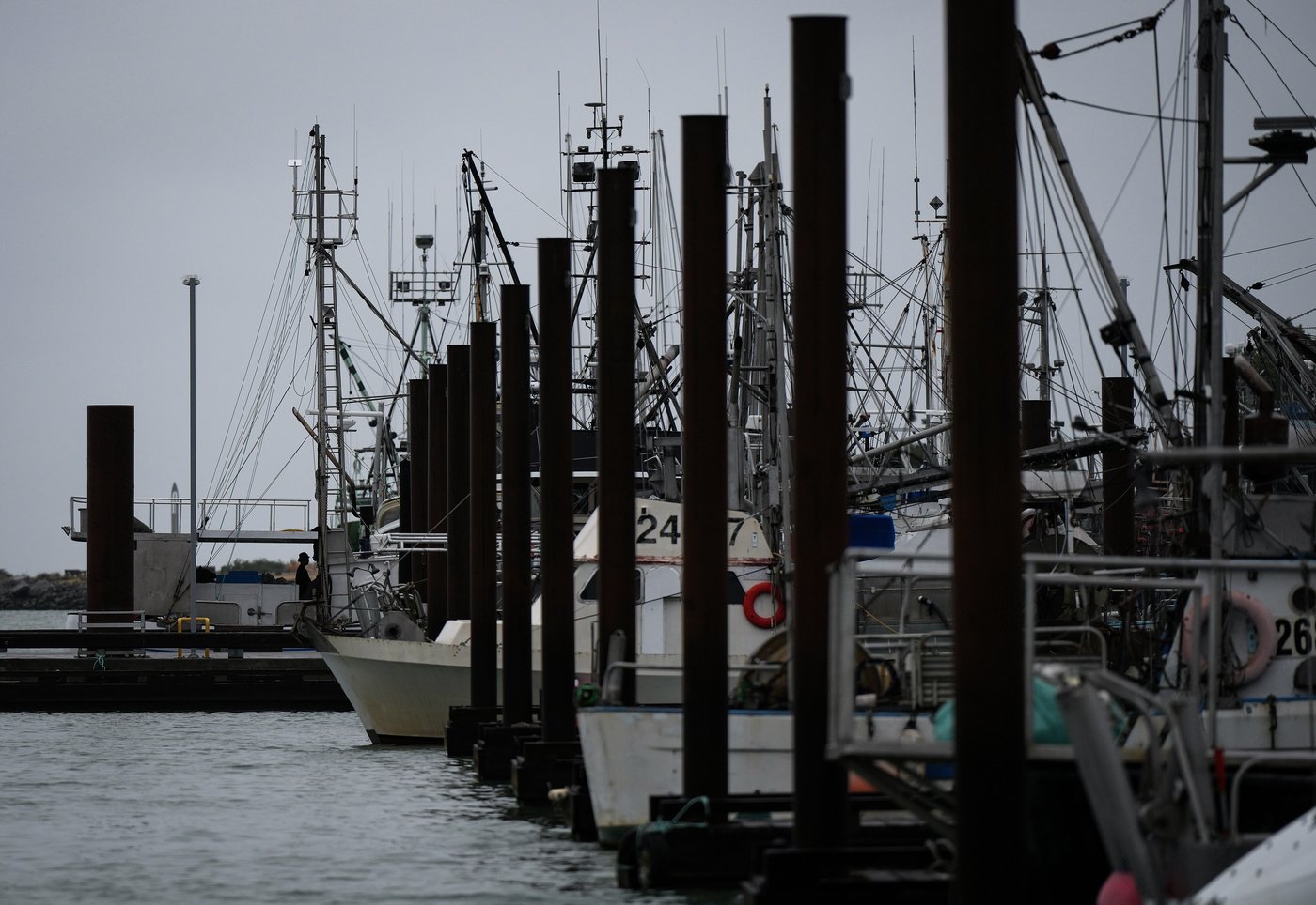 BC.'s charity herring sale is back on. But hundreds of sea lions ...