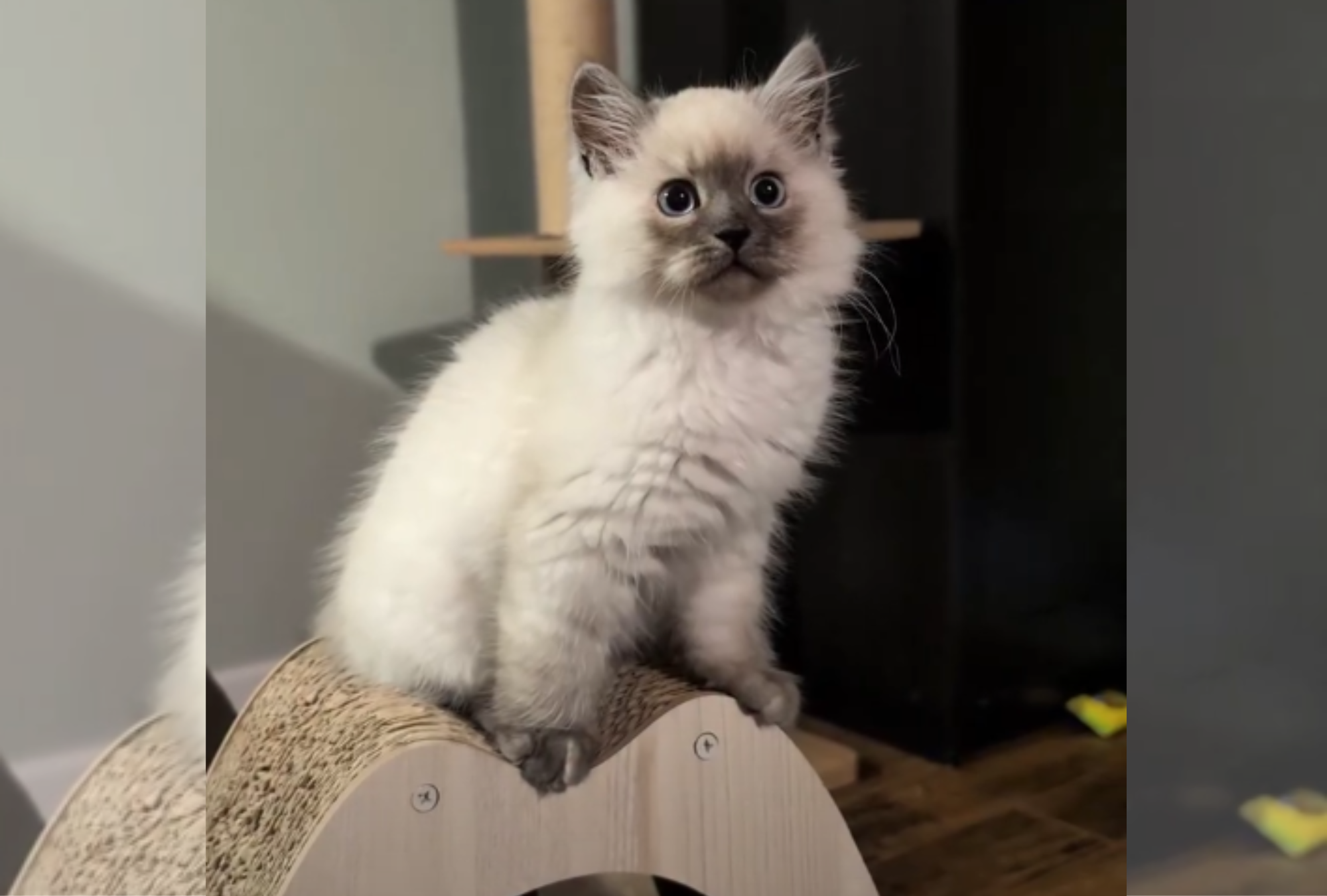 Woman brings home “tiny” 1.5lb kitten—unprepared for what she ends up with