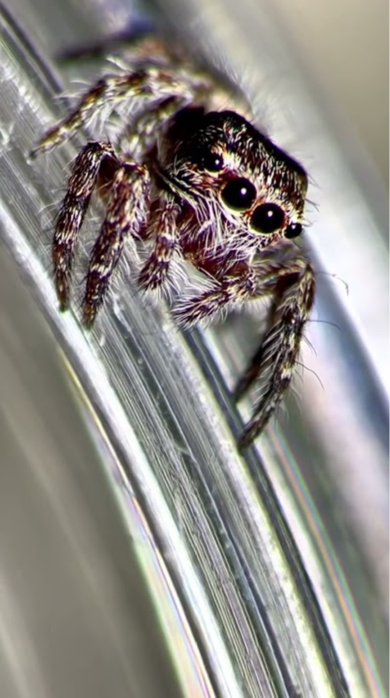 Baby jumping spider under the microscope!