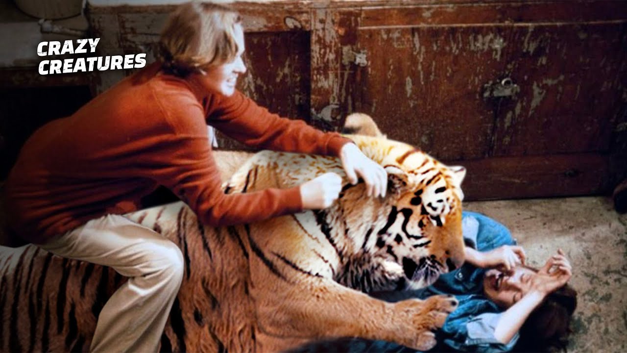 How injured tigers became some of the deadliest animals on record