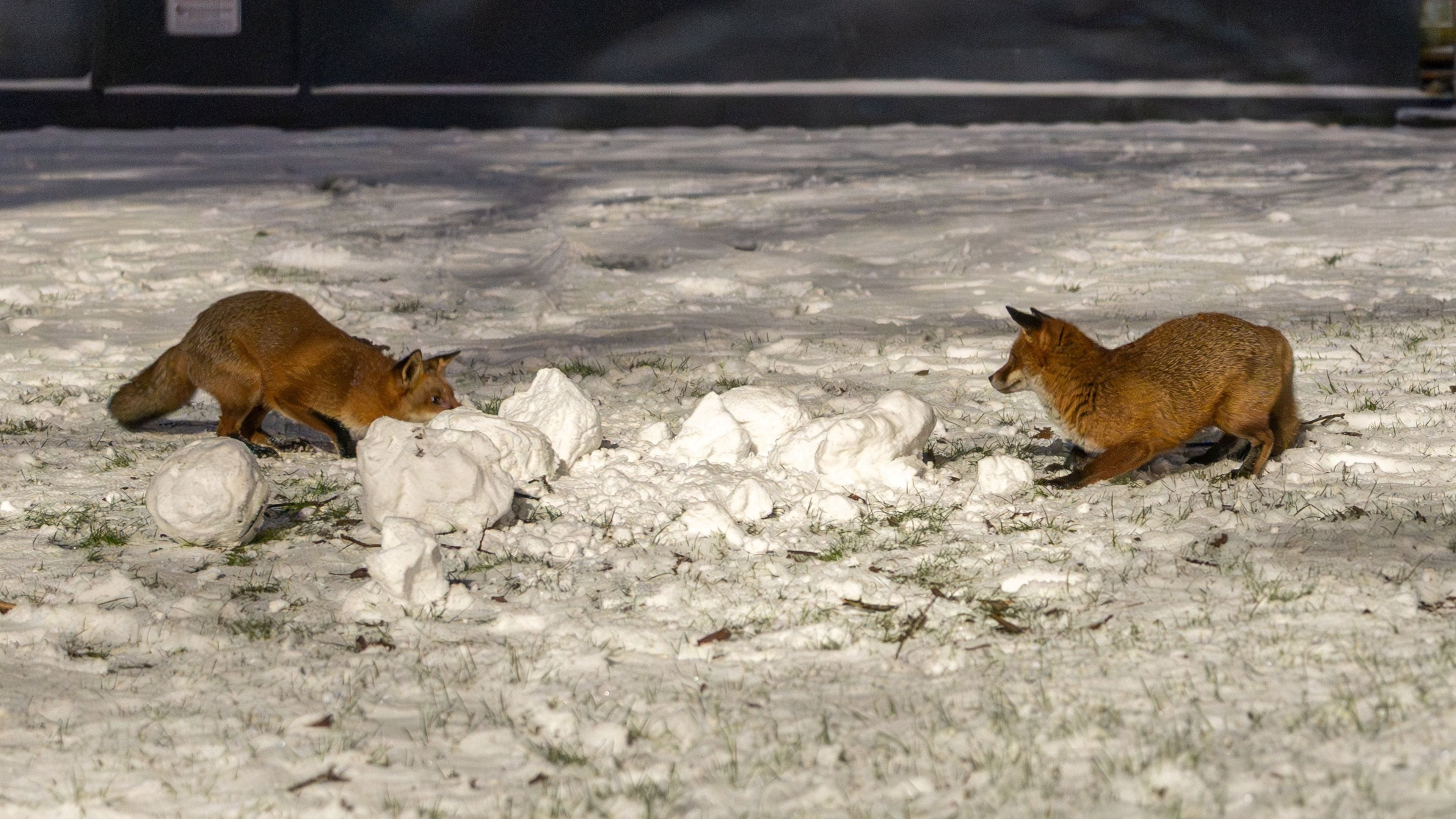 Zwei Füchse spielen mit Schneemann in bezaubernden Winterszenen
