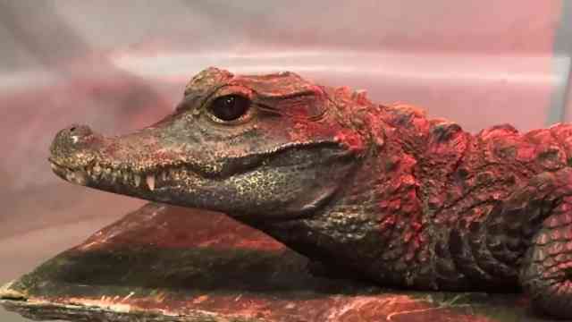 Entering a wildlife facility alone after dark changes everything