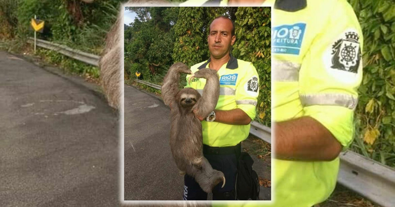 22 sluggishly splendid sloth pictures that prove slow and steady wins ...
