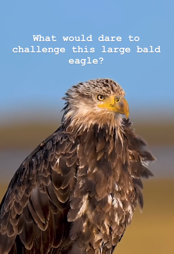 Bald eagles and Arctic terns: Wildlife in northern Alaska