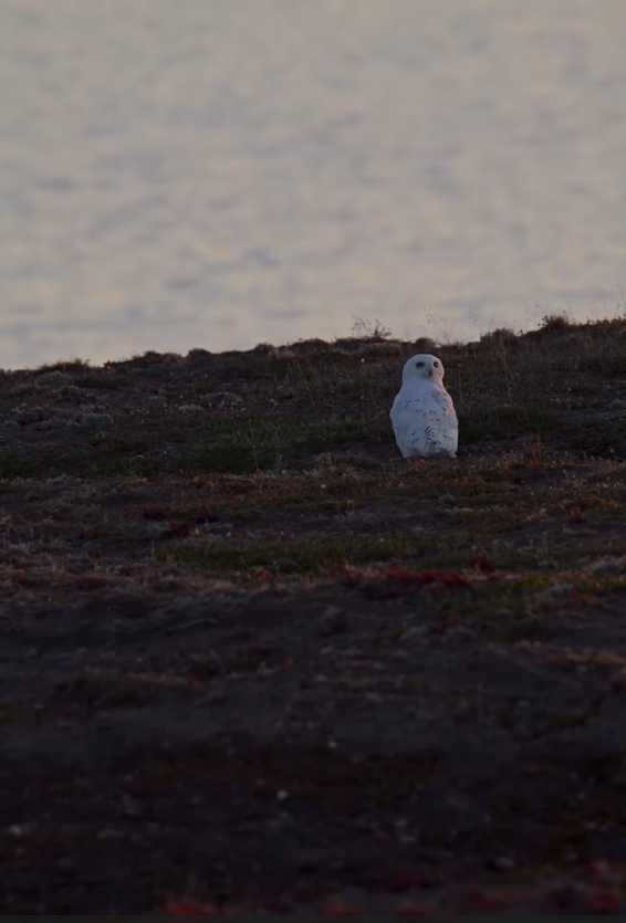 Snowy owl in the north: Stunning wildlife close-up
