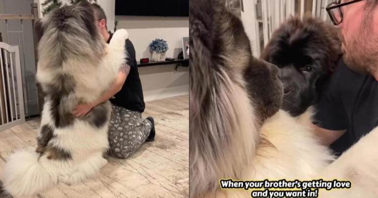 Video: Dog insists on group hug after seeing brother getting love