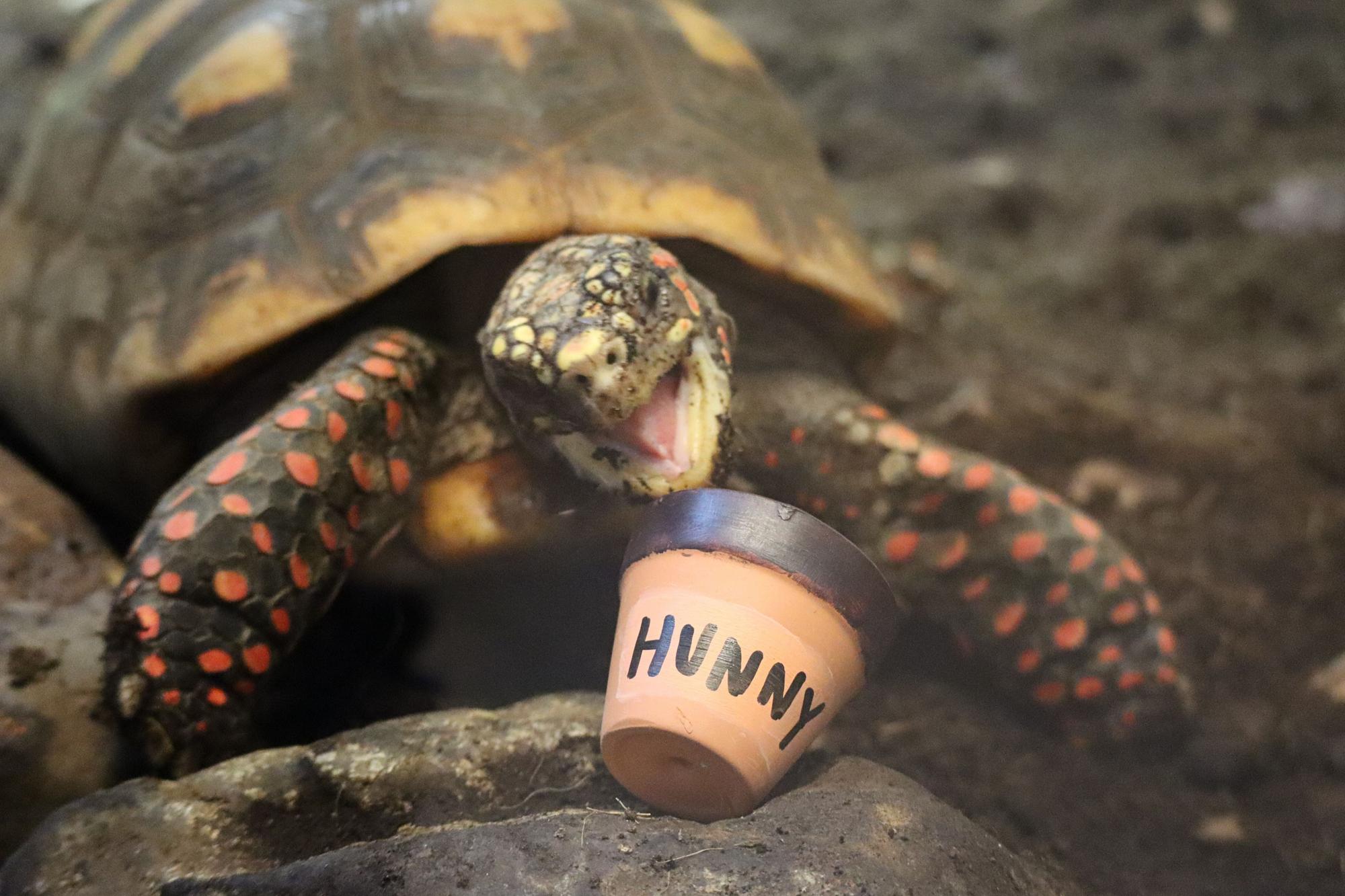 Bear-y special day as Sussex zoo becomes the Hundred Acre Zoo for Pooh ...