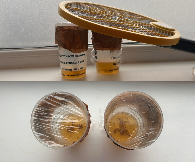 Sick of fruit flies taking over your kitchen? Here’s how I got rid of ...