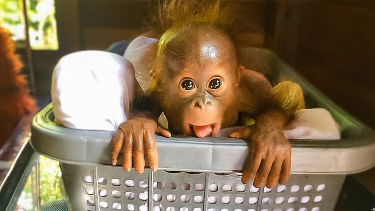 Baby orangutan was rescued at 8 weeks - now she’s back in the wild