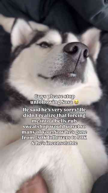 He promised to cut my belly rub hours: Husky problems
