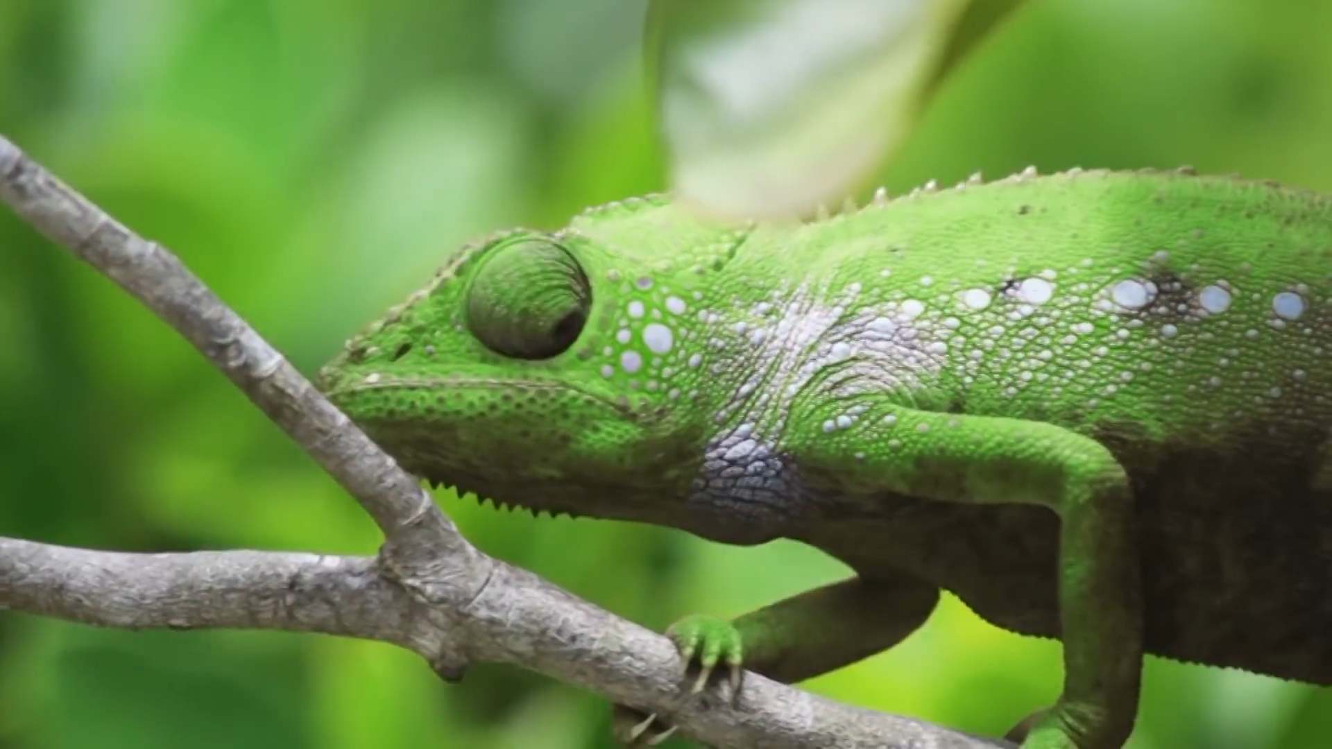 Which lizard moves control space better in close encounters