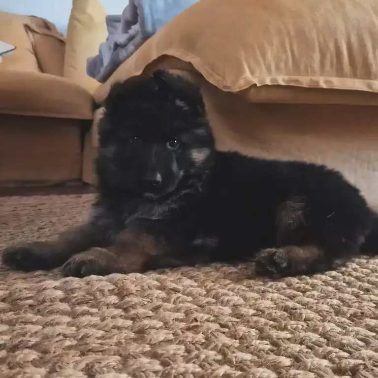 Así es el nuevo salón de Kiko Rivera: con paredes neutras, un gran sofá ...