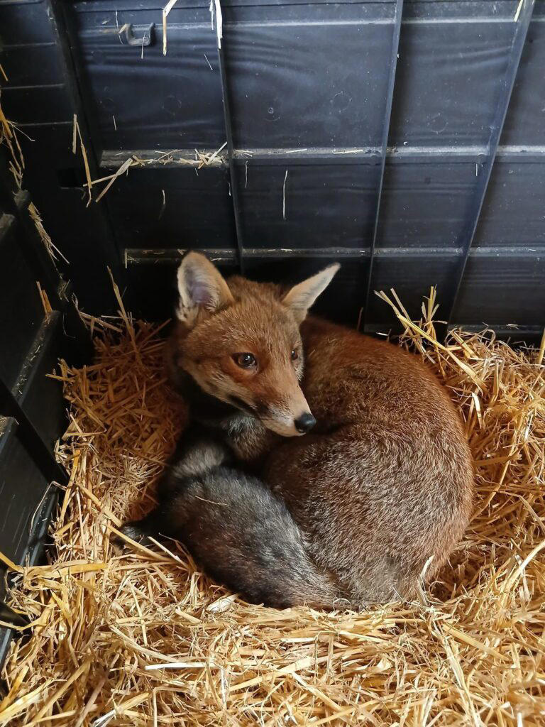 Council bans man from having foxes at home after complaints about odour ...