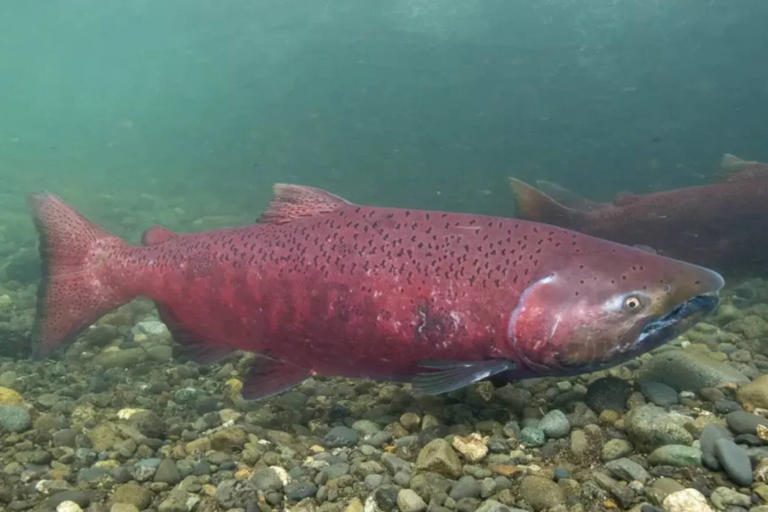 County now accepting salmon recovery project proposals