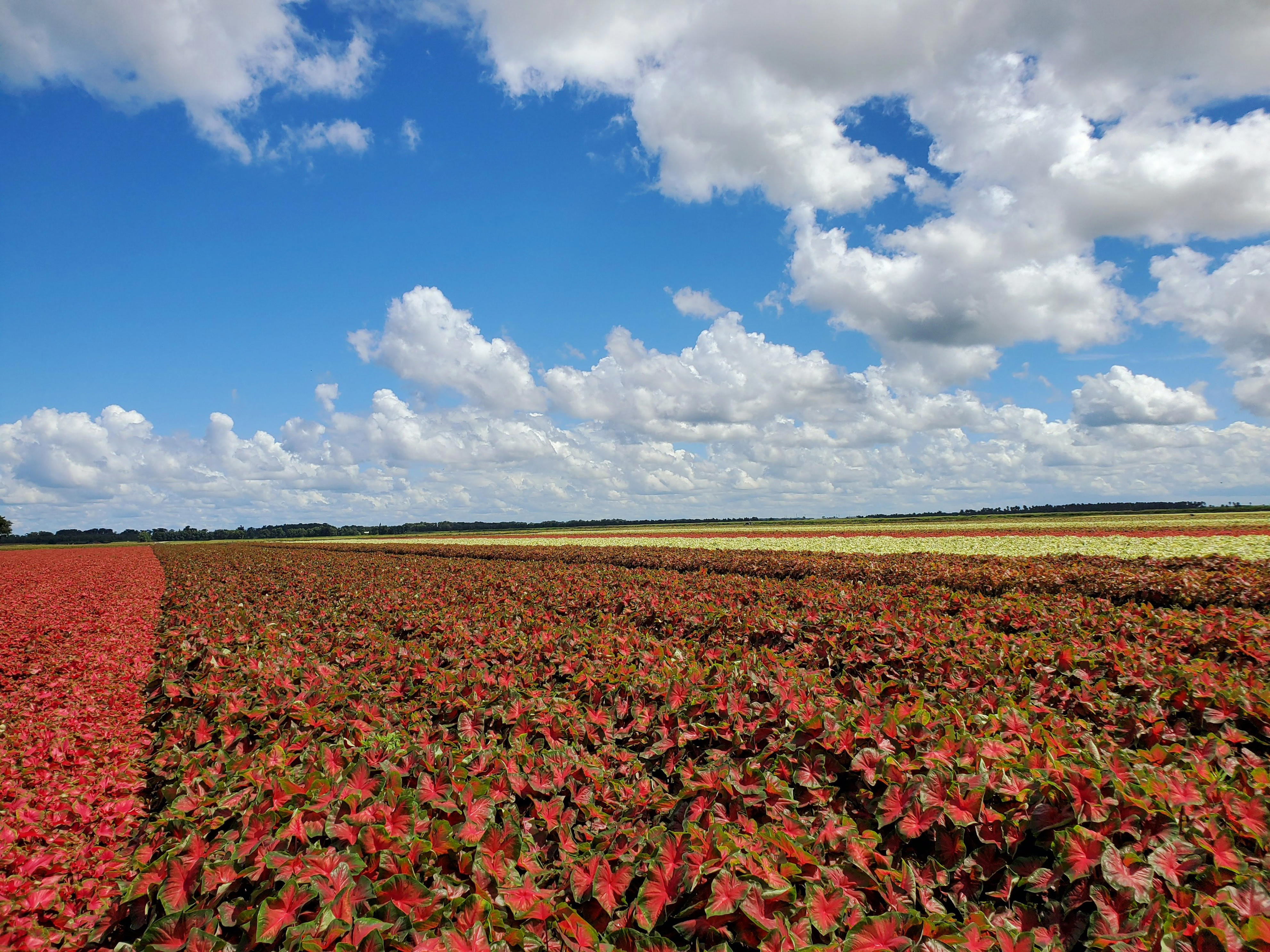 Fields of color: Caladium industry has deep roots in Florida