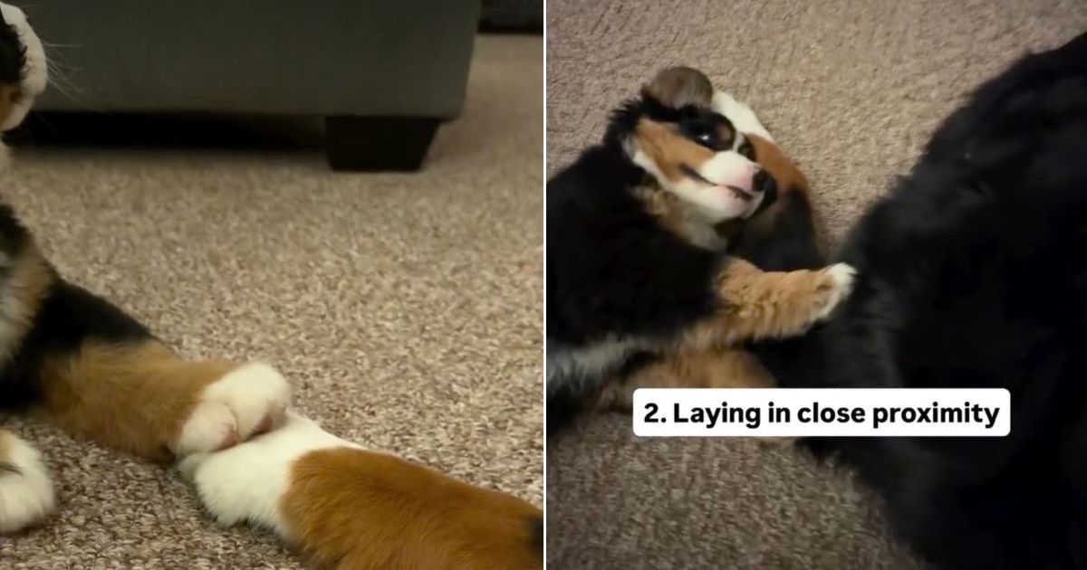 Video: Signs that confirm big dog & tiny puppy are actually bonding