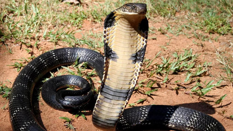 7 snakes that travel incredible distances: How they hunt, explore, and ...